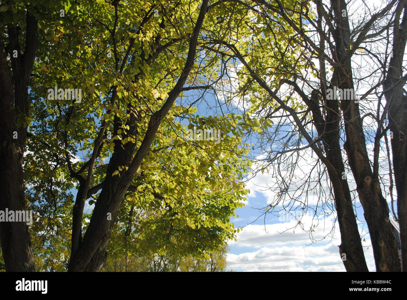 Sunlight coming through trees hi-res stock photography and images - Alamy