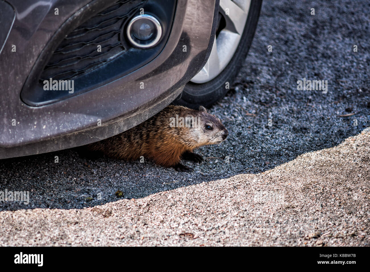 Closeup of rodent, woodchuck, muskrat or groundhog hiding under car by ...