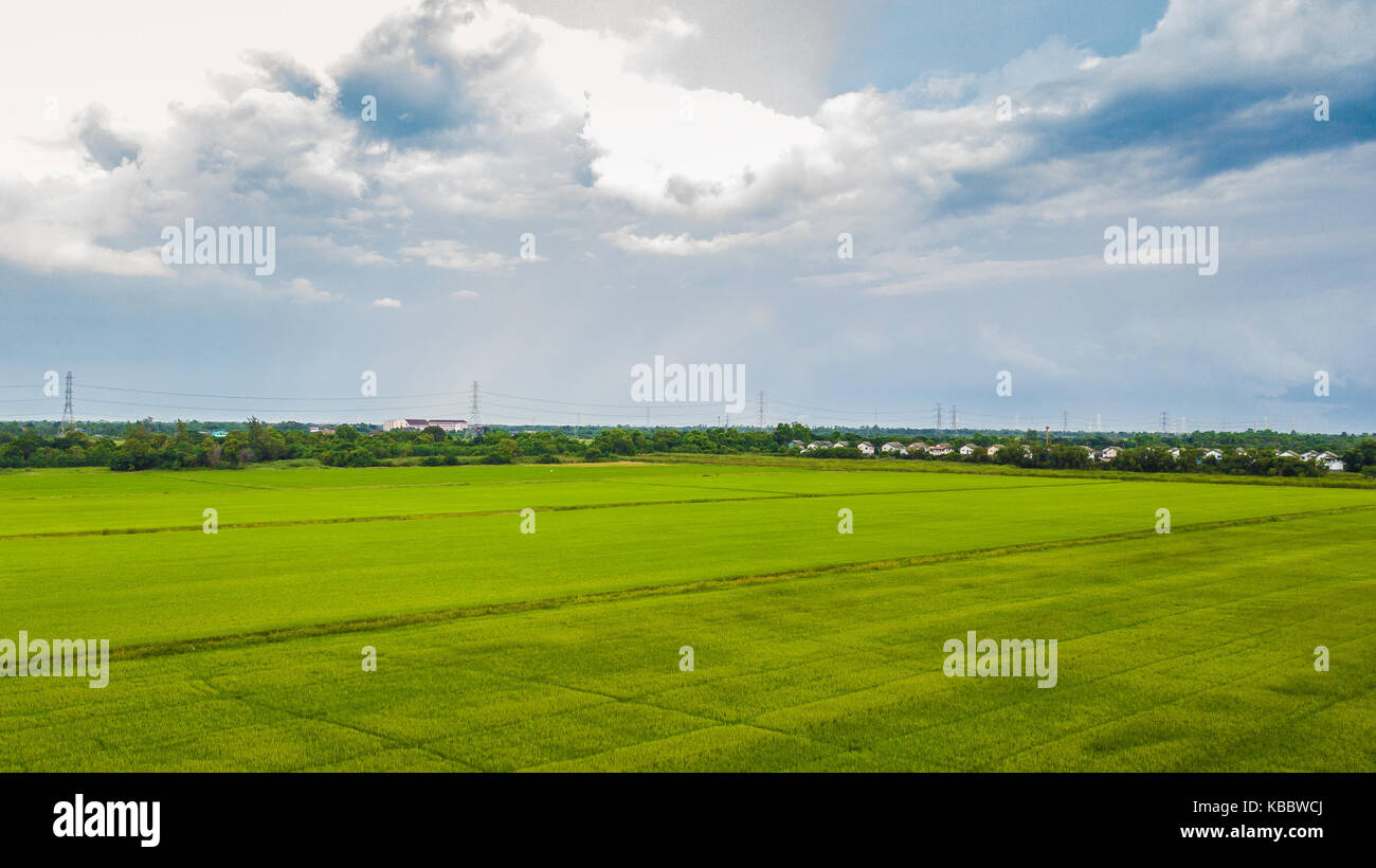 Paddy rice field green grass Stock Photo - Alamy