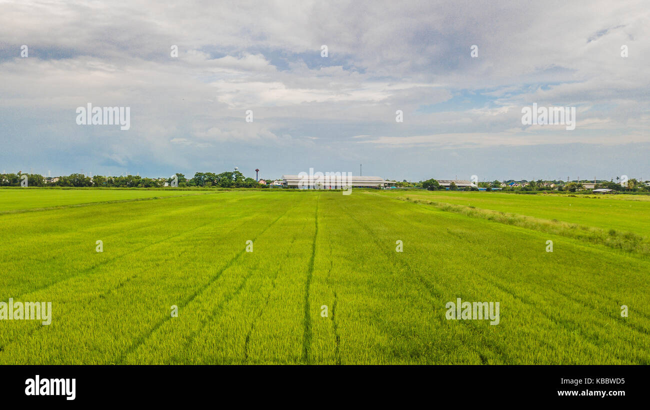 Paddy rice field green grass Stock Photo - Alamy