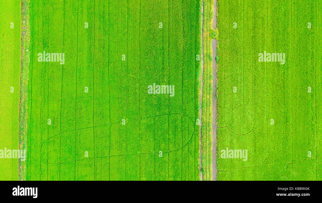 Paddy rice field green grass Stock Photo - Alamy