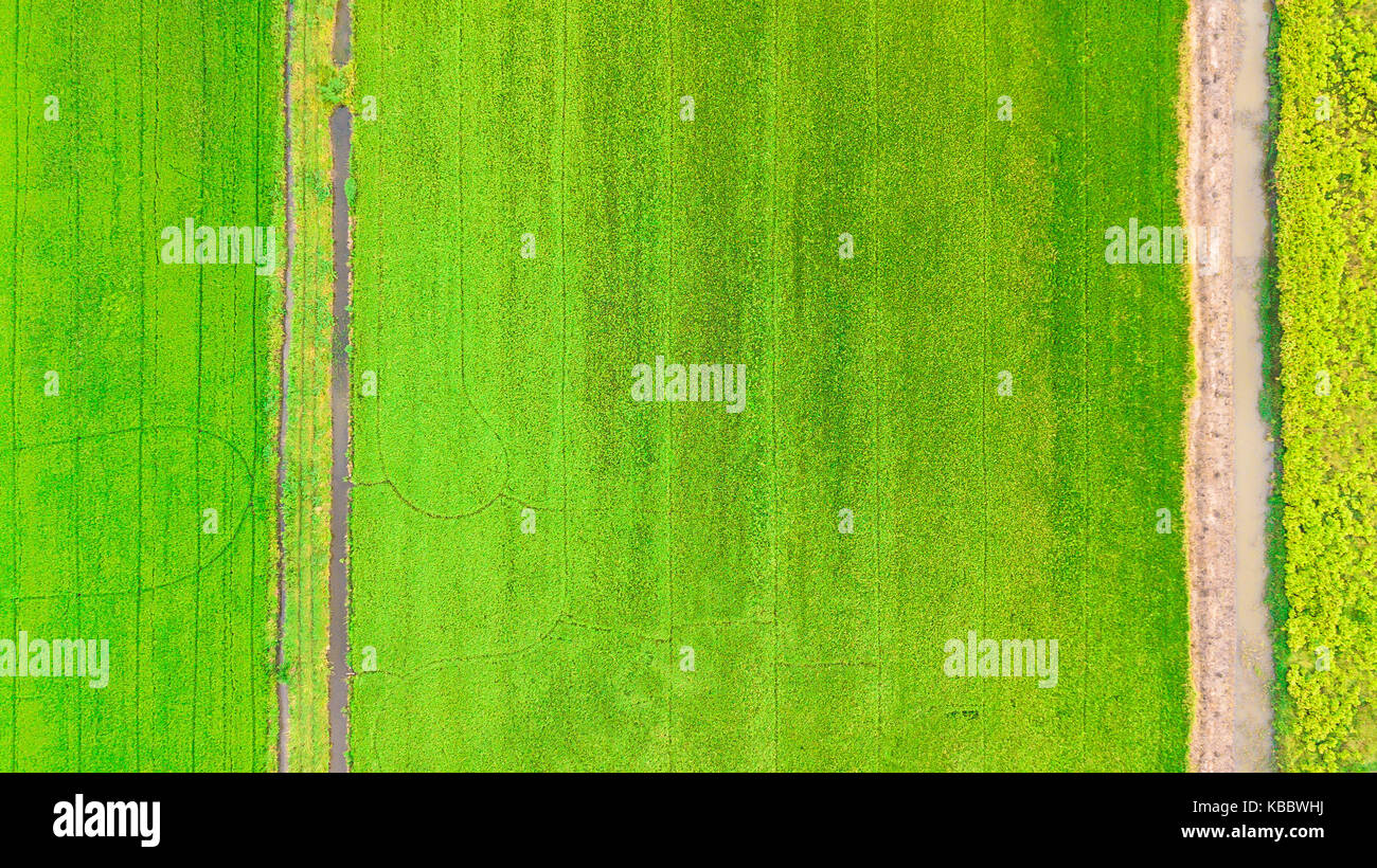 Paddy rice field green grass Stock Photo - Alamy