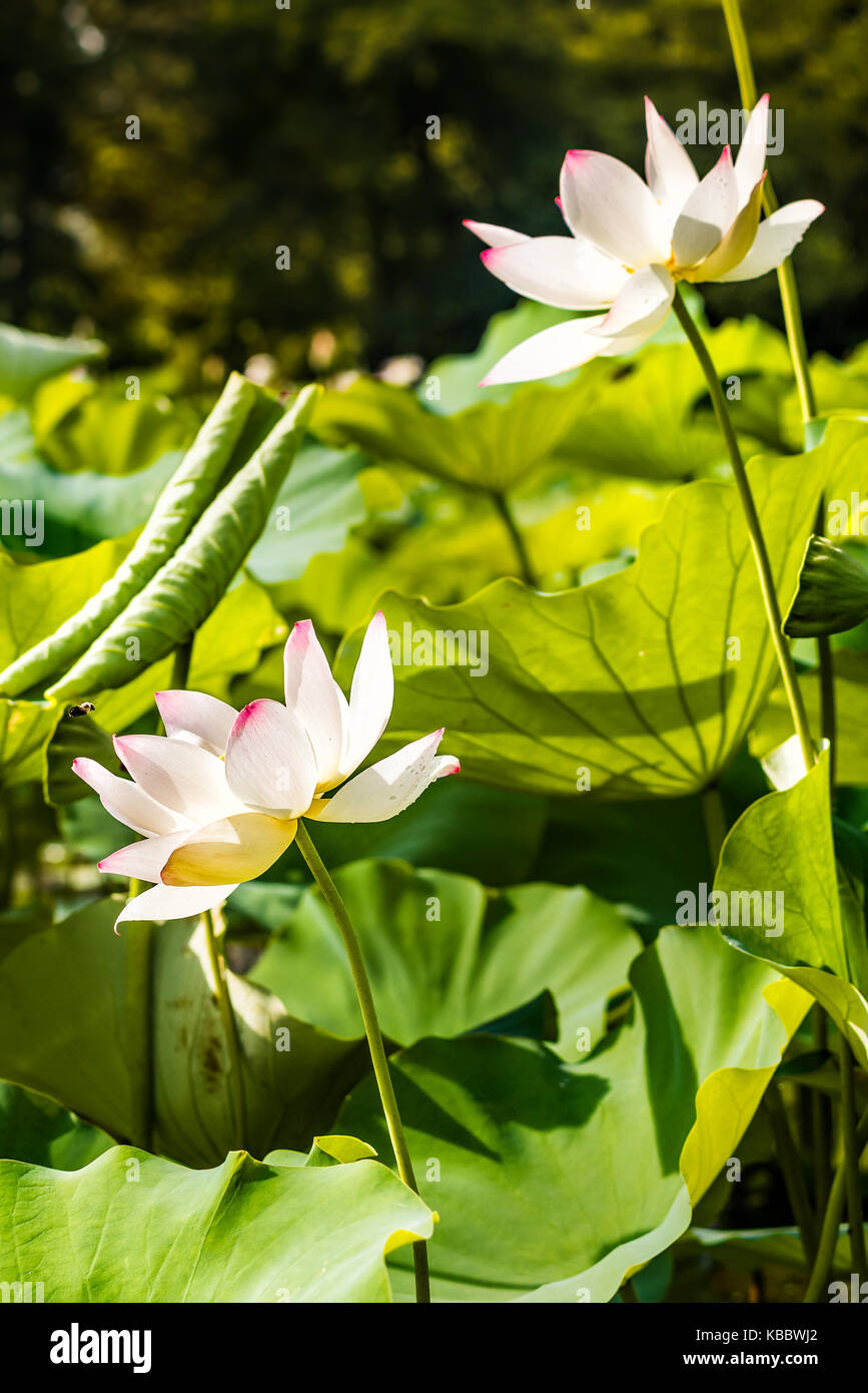 Macro closeup of green closed lotus head seedpod with blurred bokeh ...