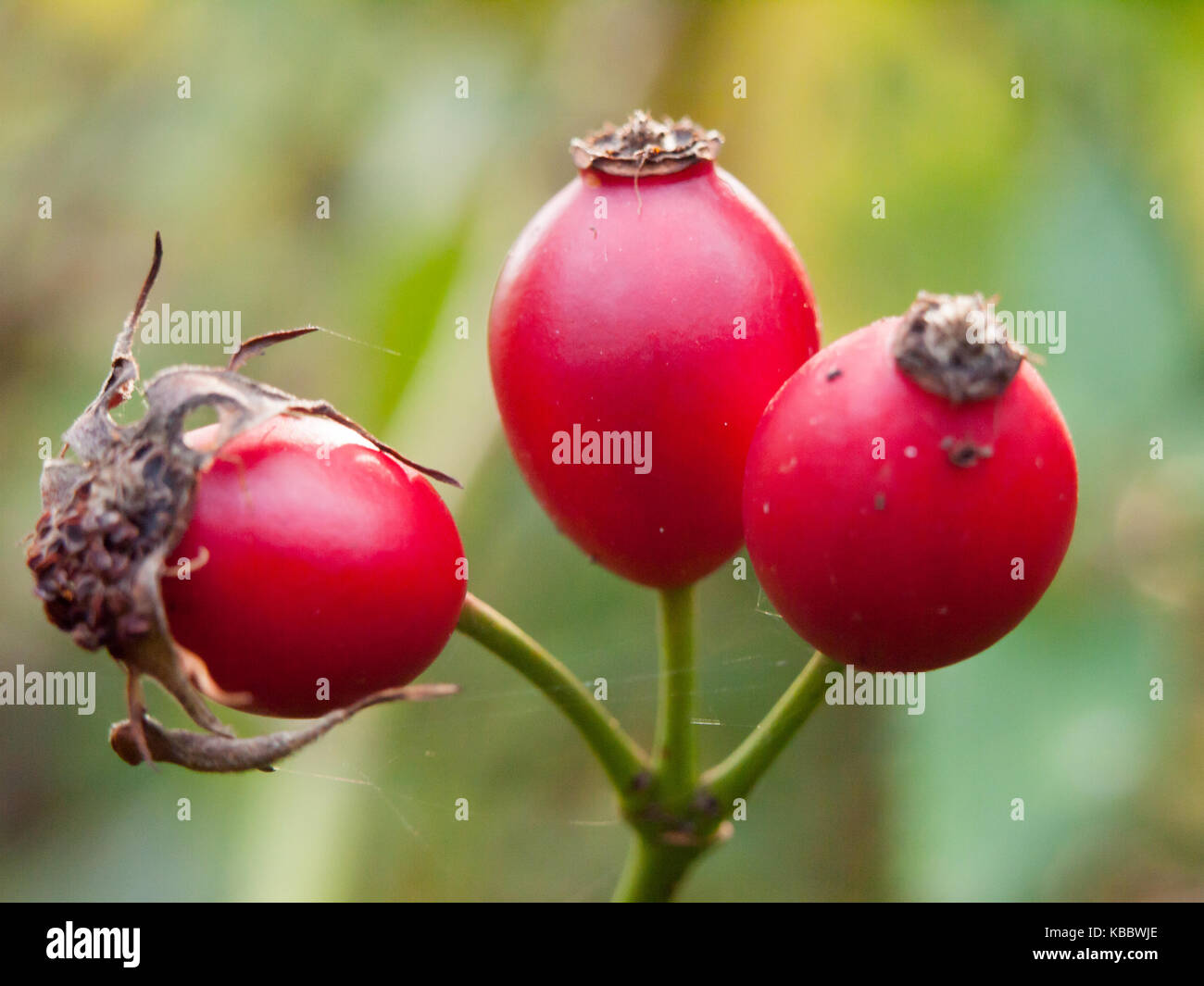 red lush ripe three rose hips close up; Essex; England; UK Stock Photo ...