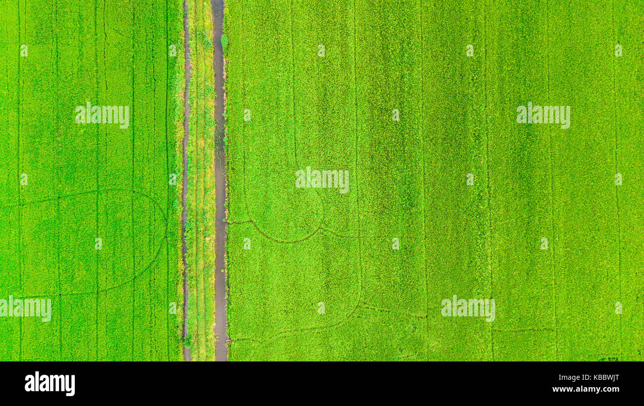 Paddy rice field green grass Stock Photo - Alamy