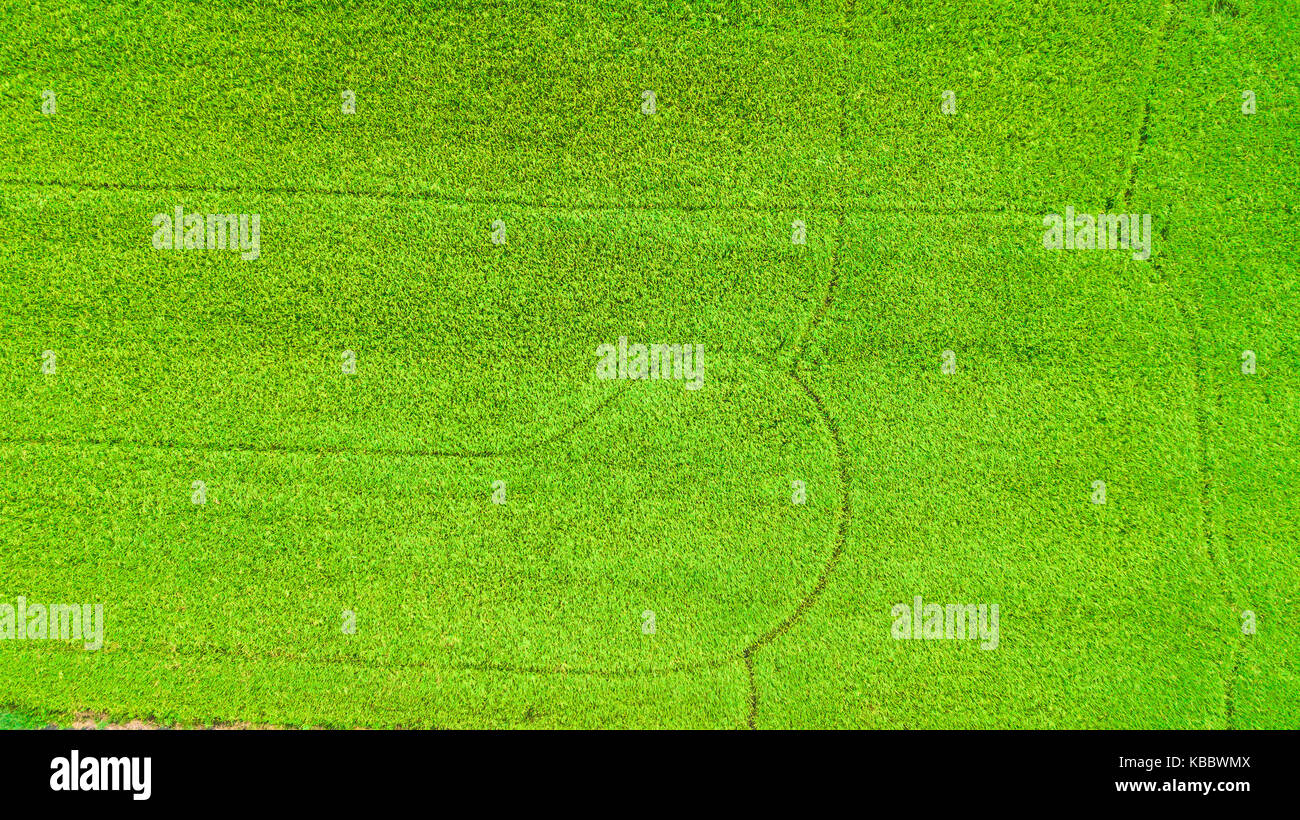 Paddy rice field green grass Stock Photo - Alamy