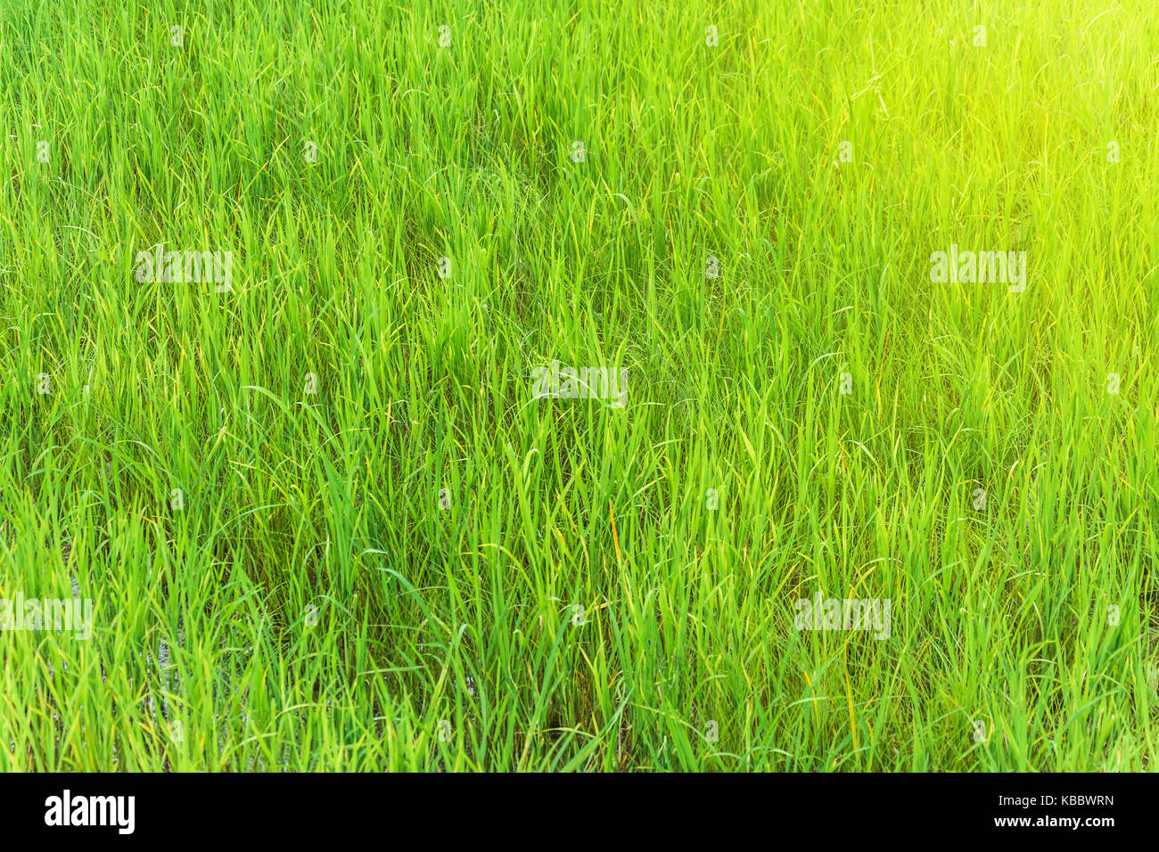 Green rice field Stock Photo - Alamy