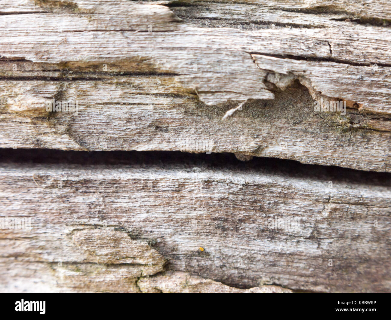 split old bark close up background texture; Essex; England; UK Stock ...