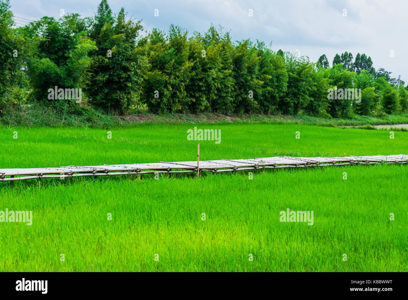 Green rice field Stock Photo - Alamy