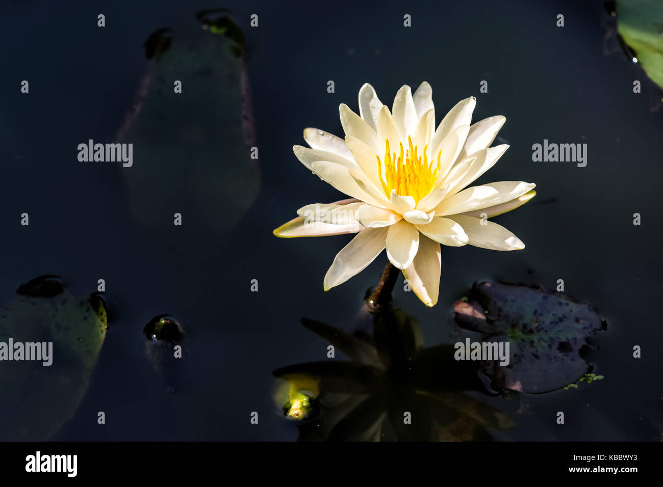 Closeup of white, cream open lily flower in pond water with reflection ...