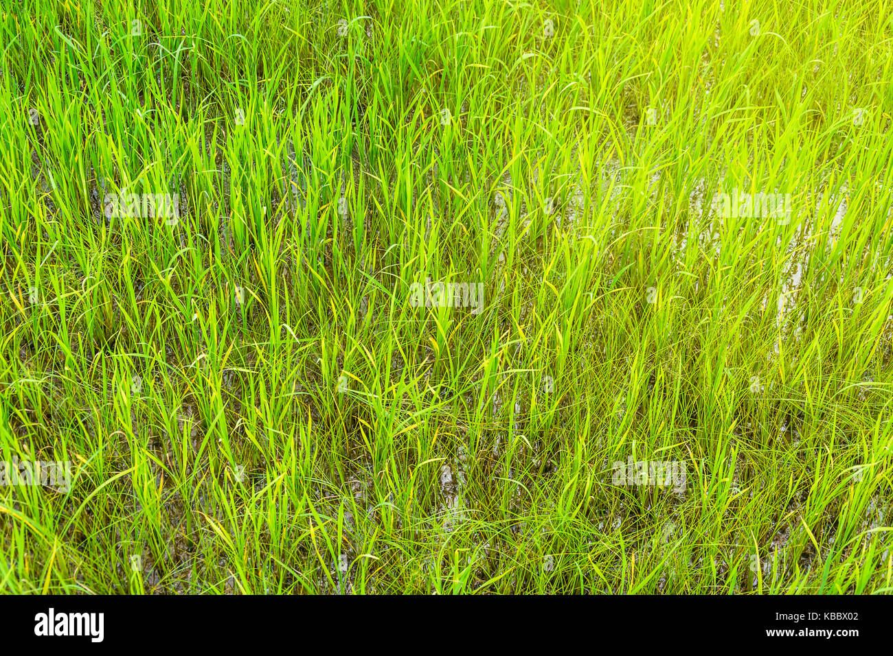 Green rice field Stock Photo - Alamy