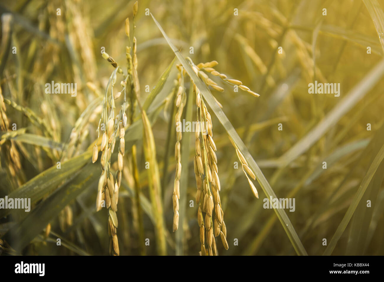Rice in the field , Paddy Stock Photo - Alamy