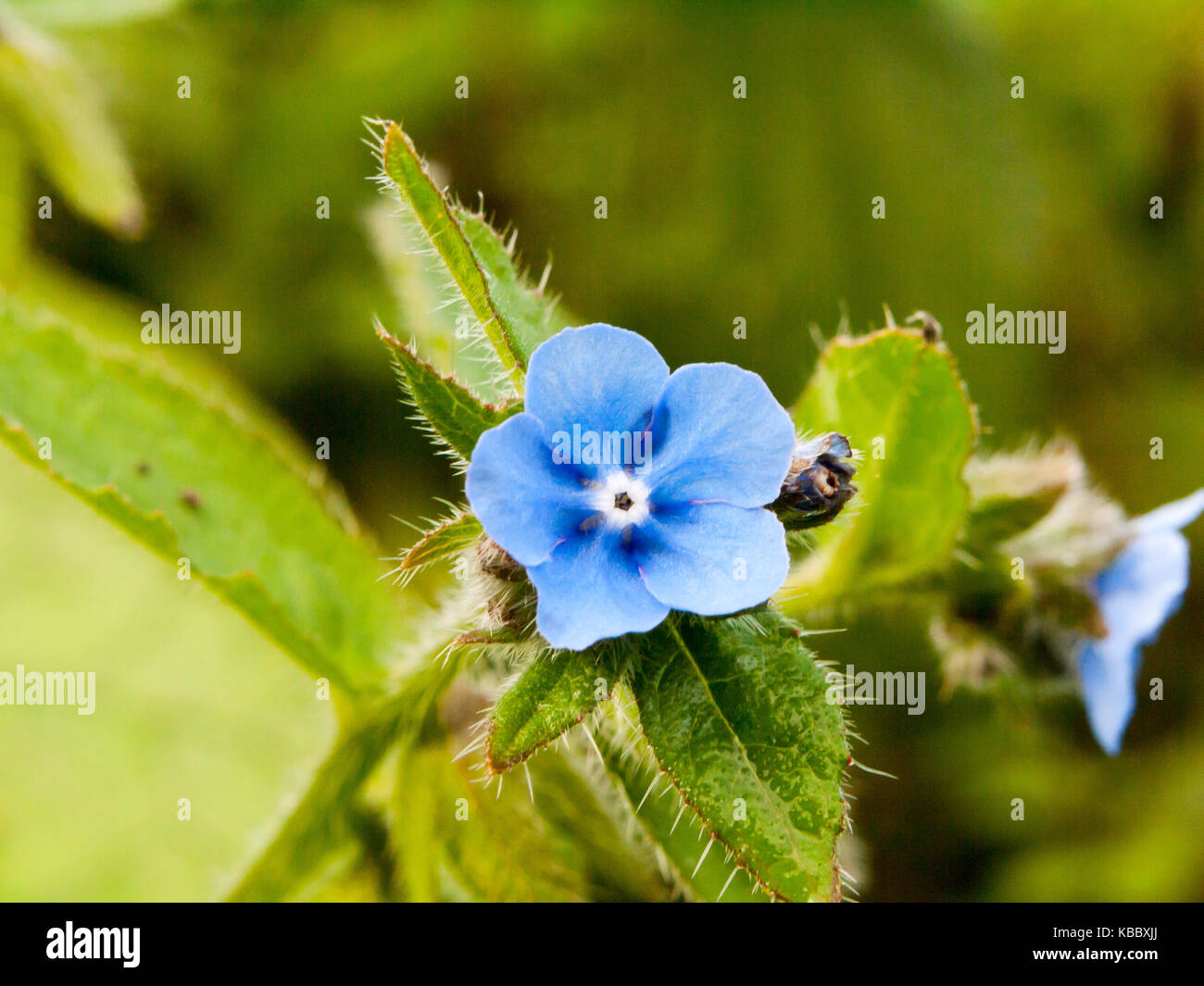 beautiful single small blue flower outside in full bloom; Essex ...