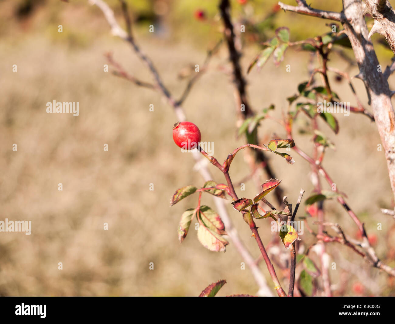 close up of red ripe single rose hip macro; essex; england; UK Stock ...