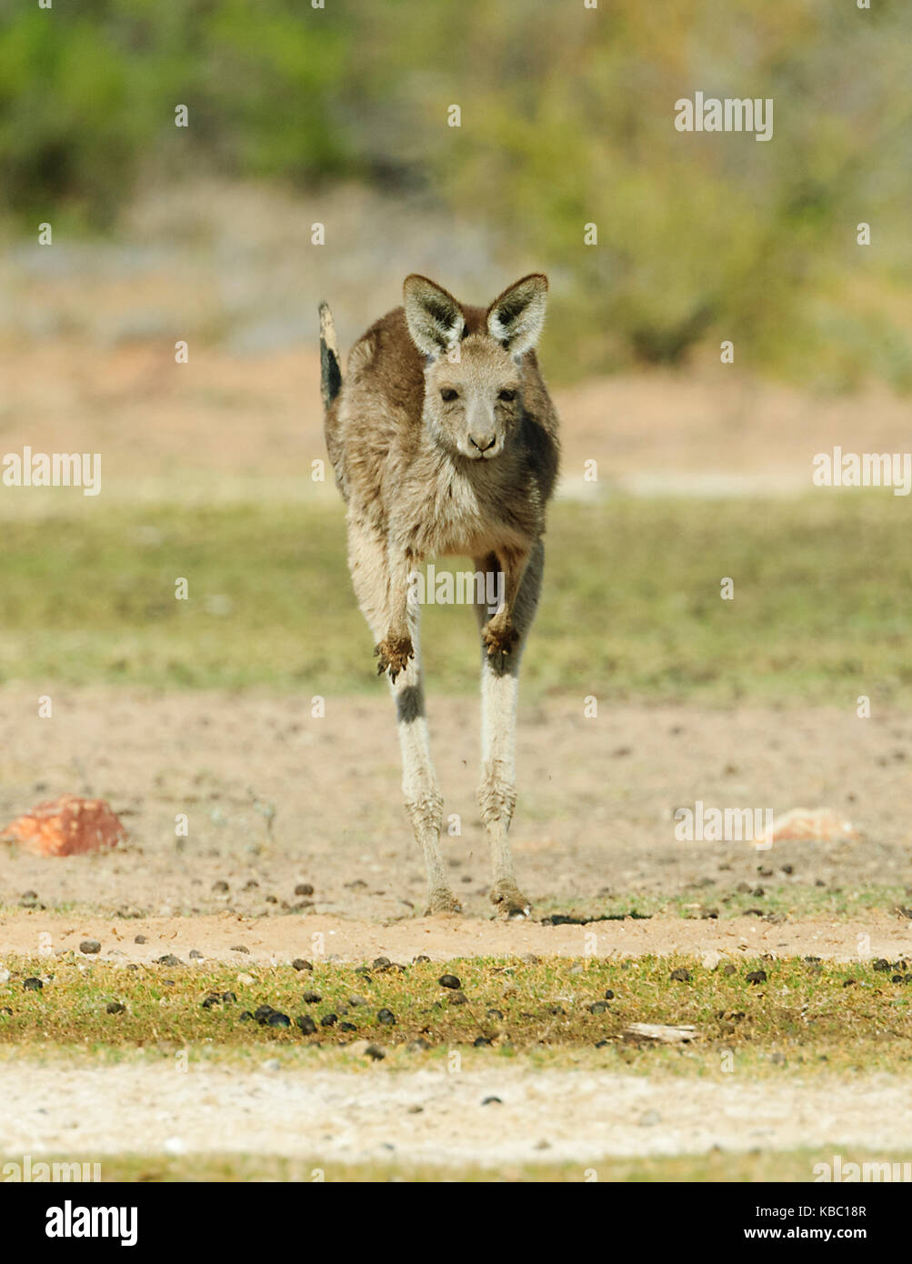 Hopping animals hi-res stock photography and images - Alamy