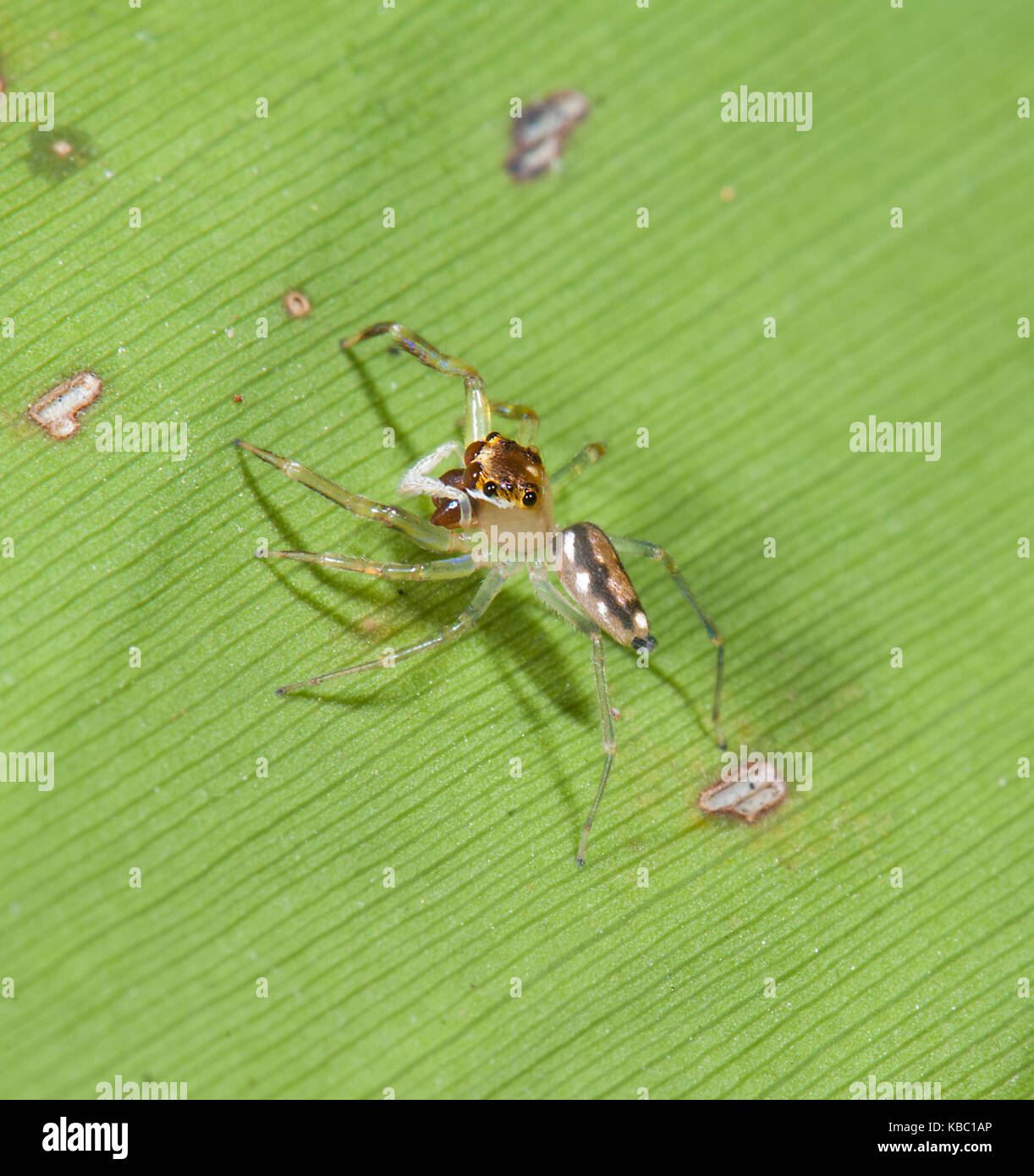 Queensland spiders hi-res stock photography and images - Alamy