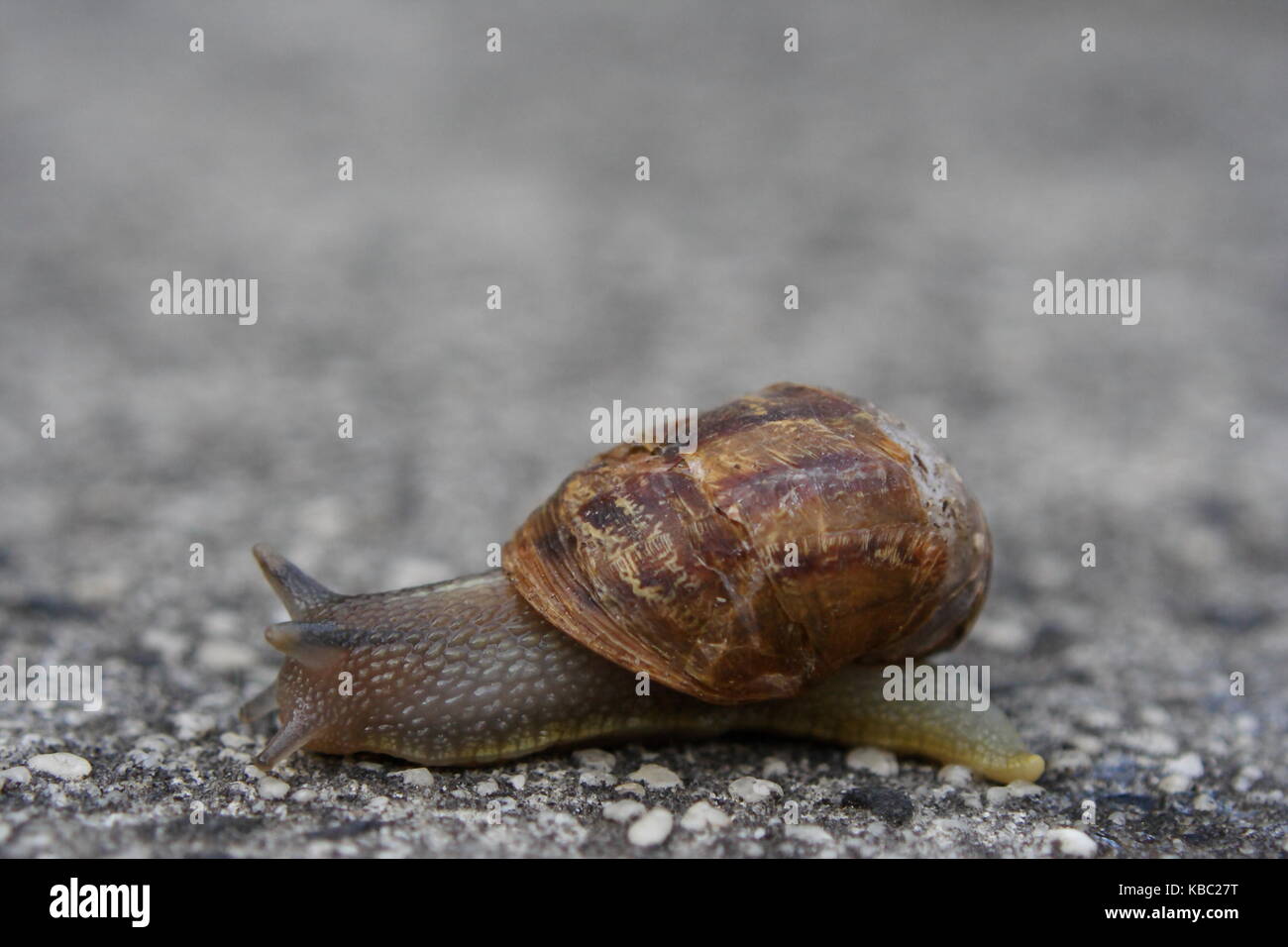 Space snail hi-res stock photography and images - Alamy