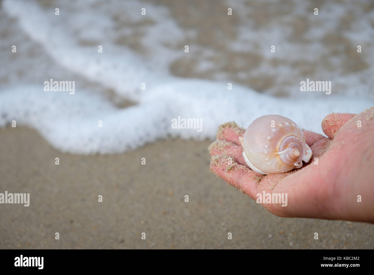 Womans hand holding a seashell at the beach hi-res stock photography ...
