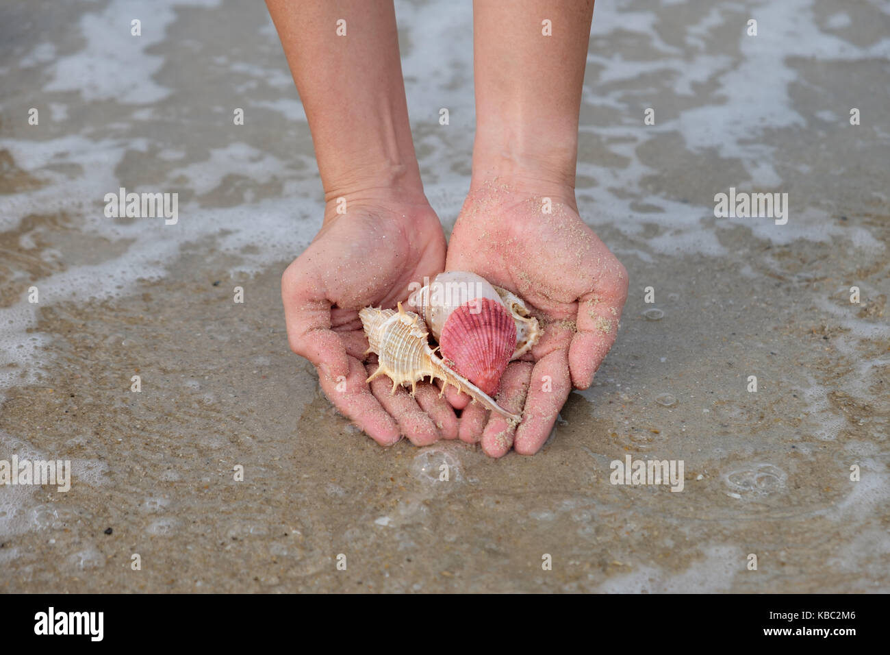 Many shells on woman's hands by the sea Stock Photo - Alamy