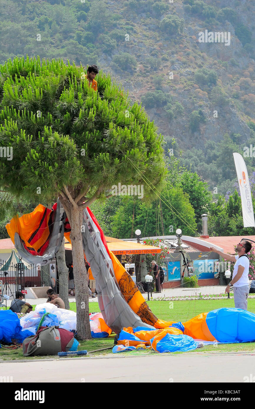 Boy in tree retrieving parachute for para-glider in Olu Deniz town ...