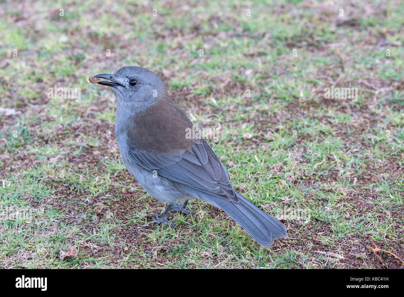 Grey Shrike Thrush Stock Photo - Alamy