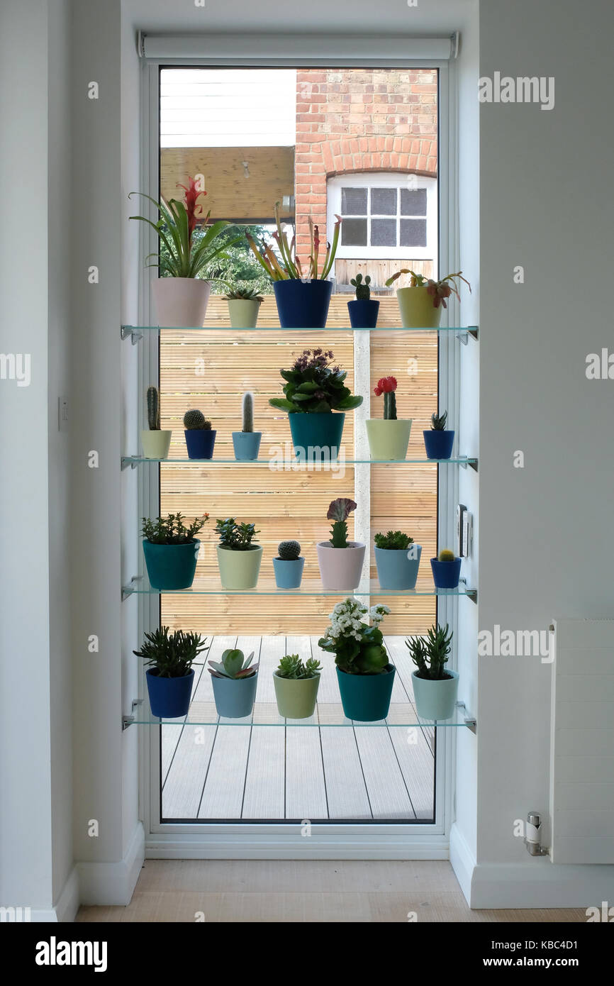 Window display of a variety of cactus and succulent plants in colourful ...