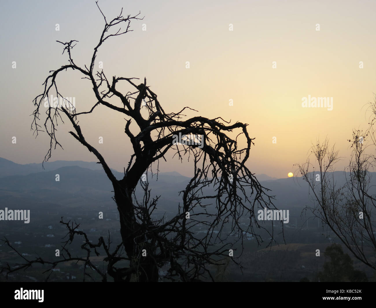 Dead almond hi-res stock photography and images - Alamy