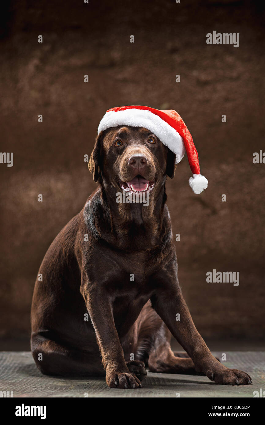 The black labrador retriever sitting with gifts on Christmas Santa hat ...