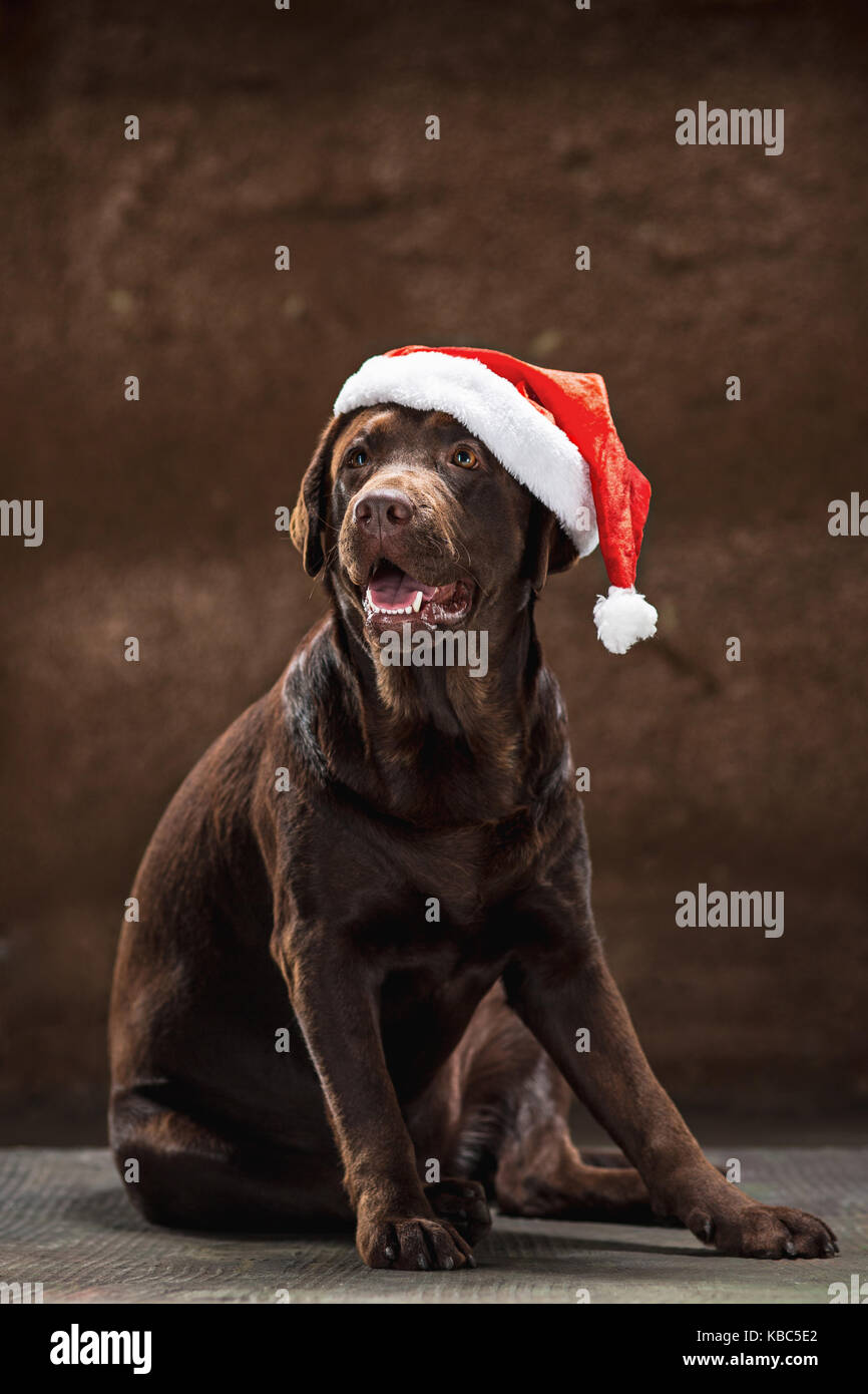 Black labrador puppy christmas hi-res stock photography and images - Alamy