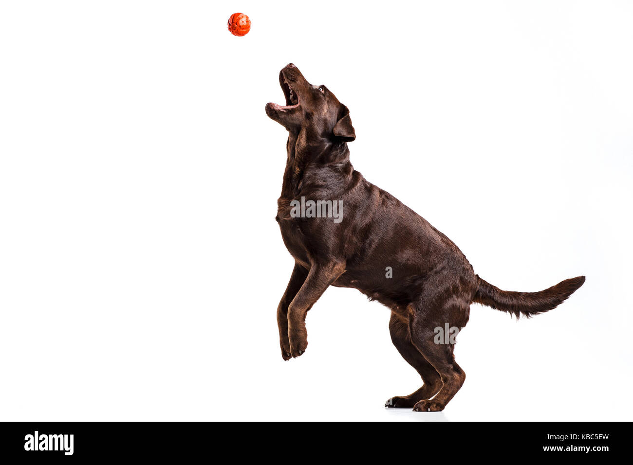 The black Labrador dog playing with ball isolated on white Stock Photo ...