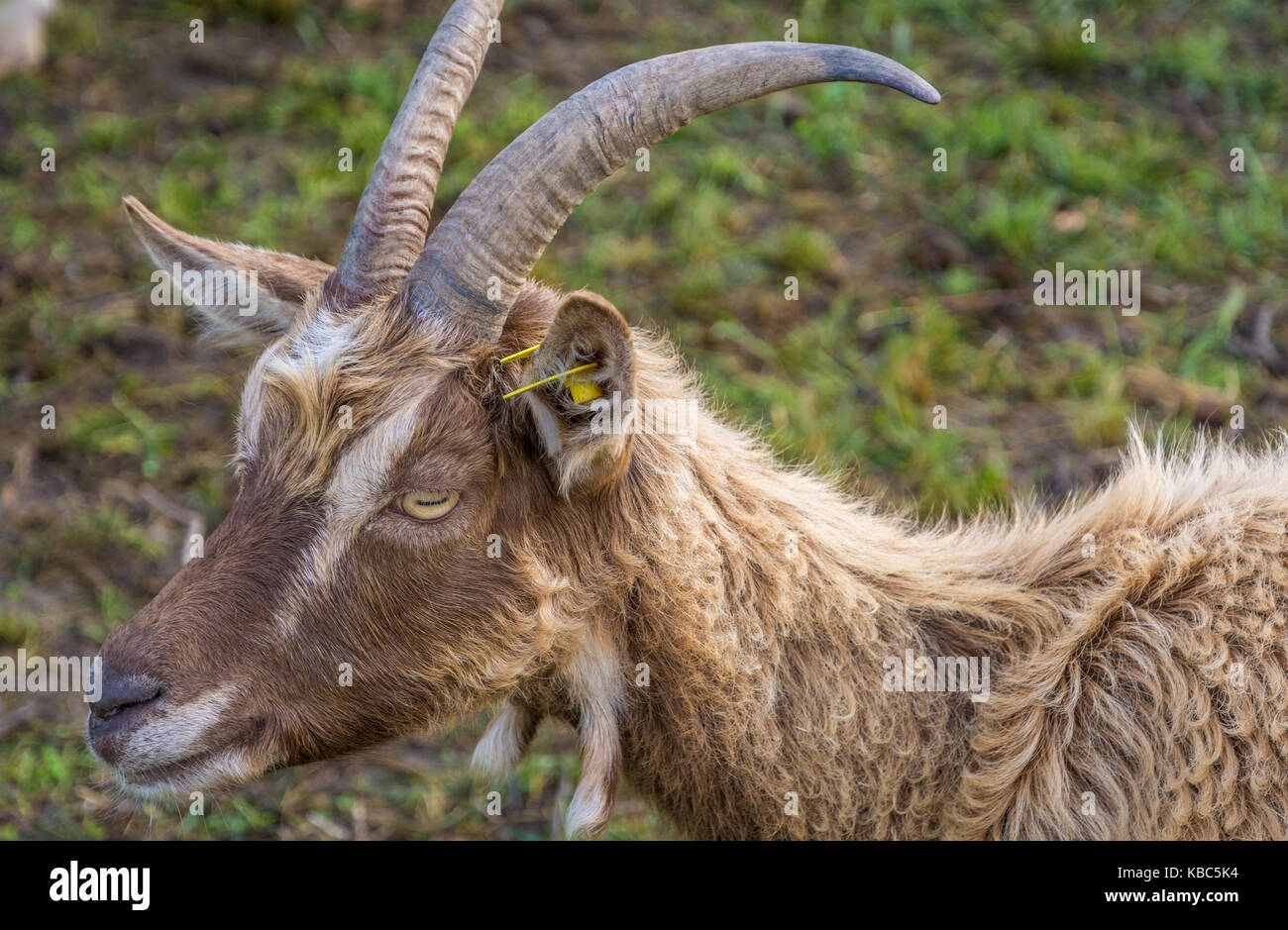 Alpine goat hi-res stock photography and images - Alamy
