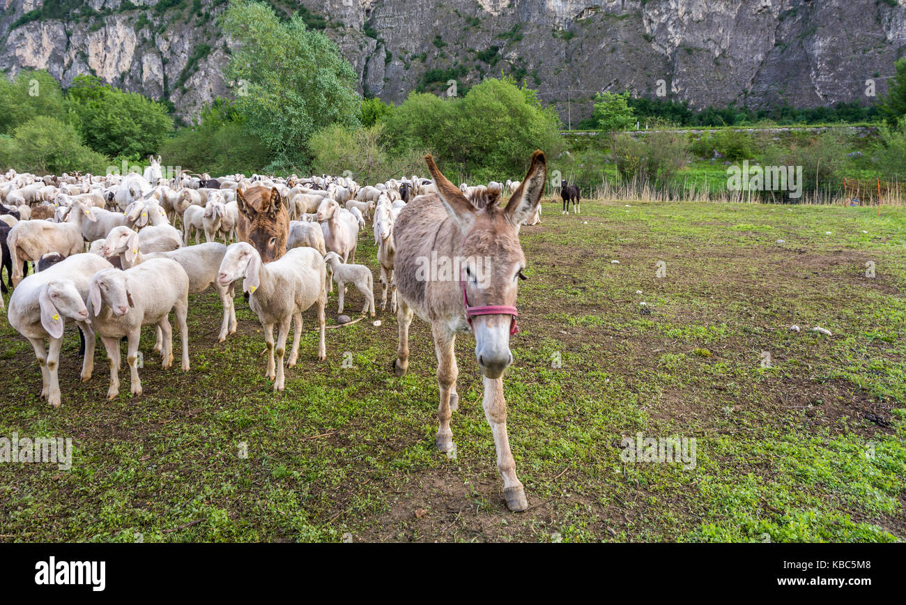 Grazing sheep donkey hi-res stock photography and images - Alamy