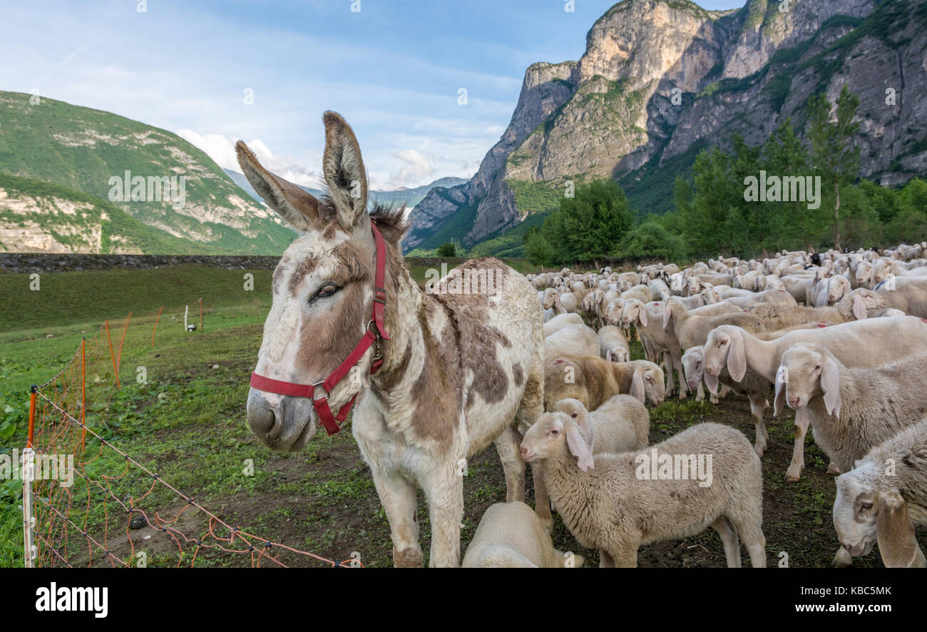 Grazing sheep donkey hi-res stock photography and images - Alamy