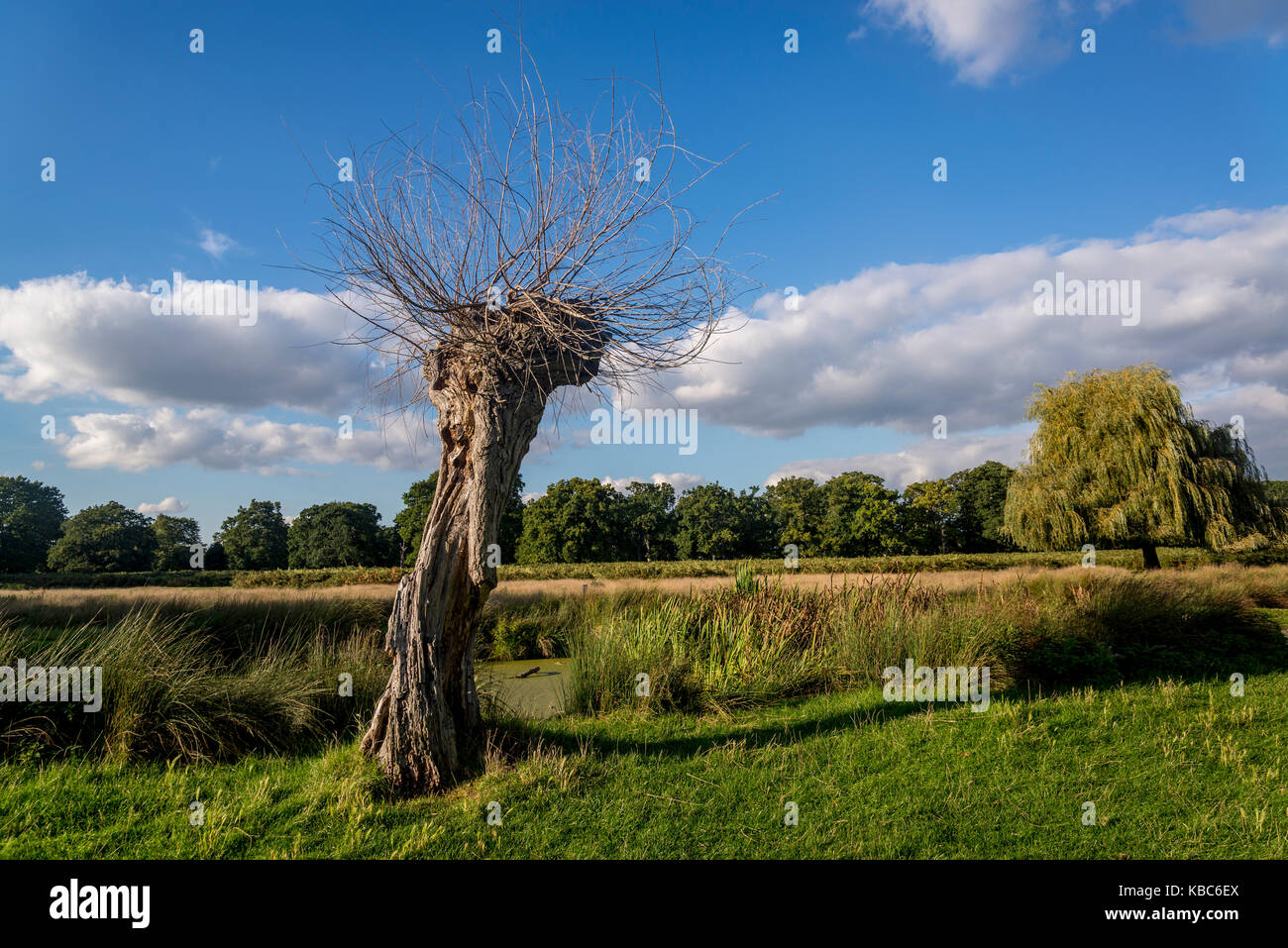Dead tree sprouting new branches, Bushy Park, London, England, UK Stock ...