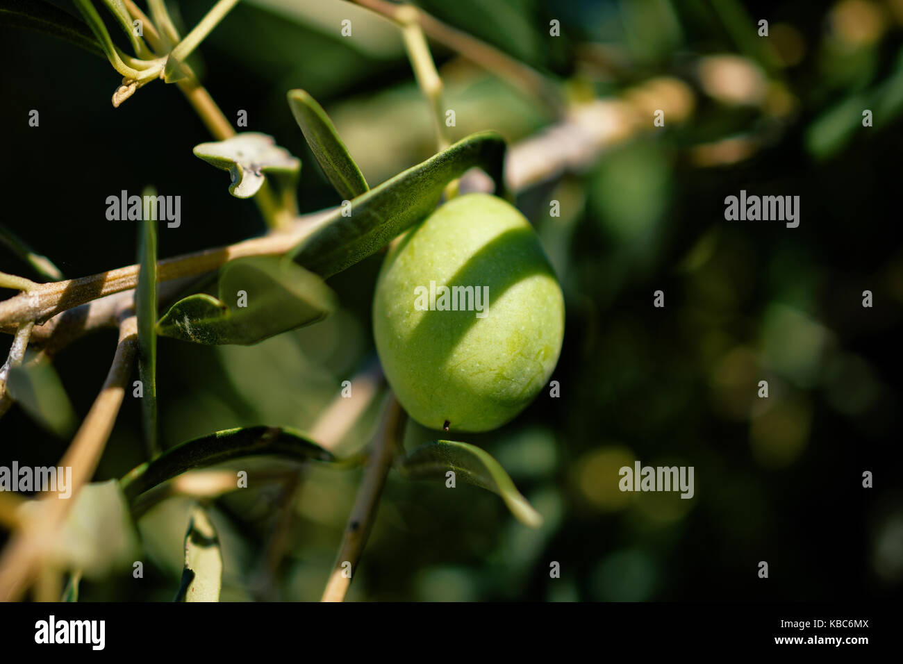Olive harvesting hi-res stock photography and images - Alamy