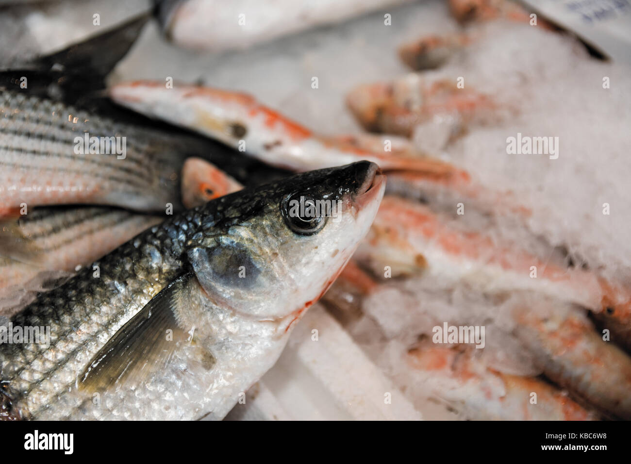 Close-Up Of Freshly Caught European Sea Bass Or Dicentrarchus Labrax On ...