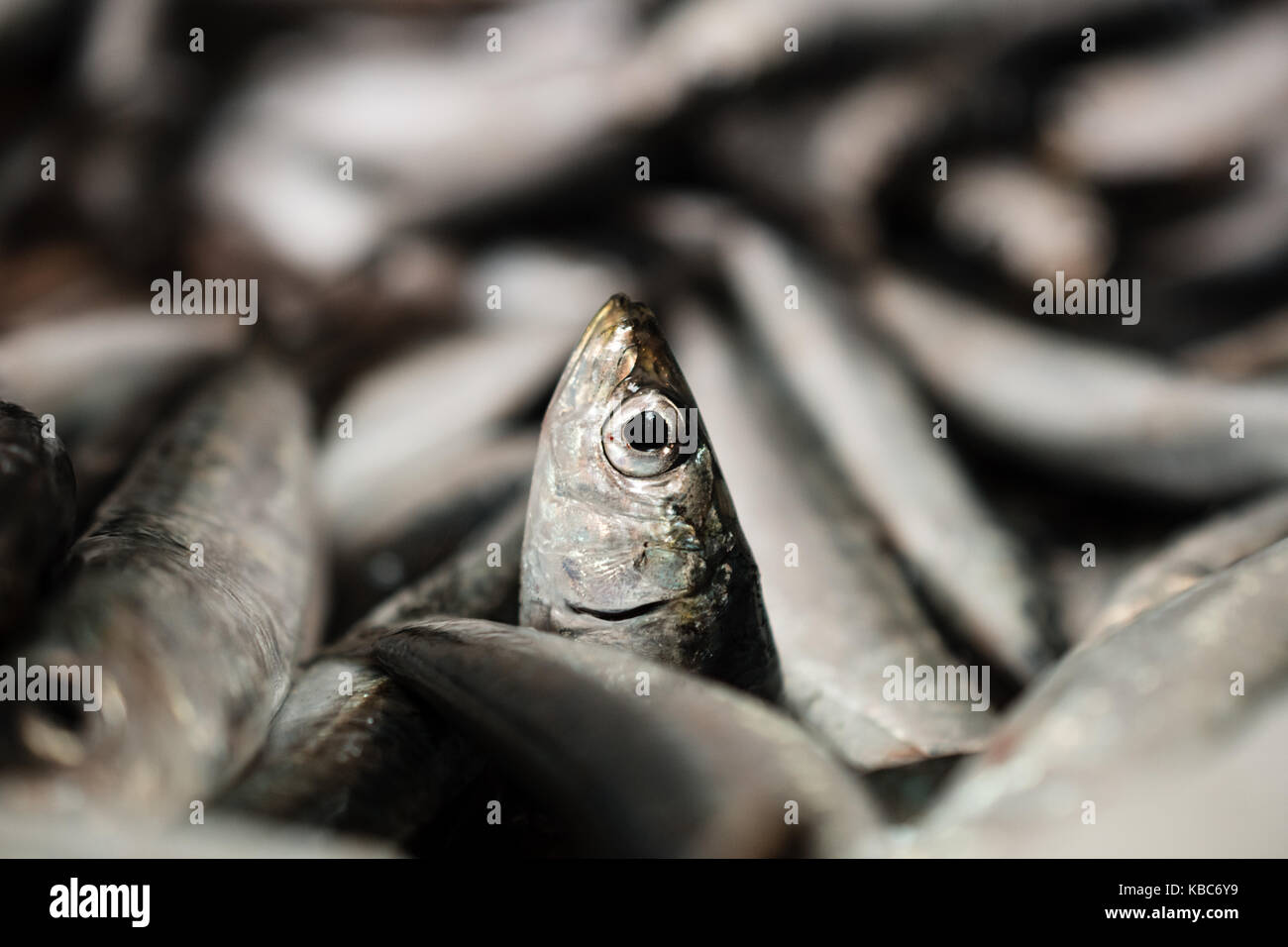 Pilchardus hi-res stock photography and images - Alamy