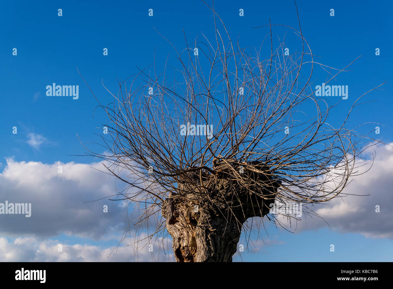 Dead tree sprouting new branches, Bushy Park, London, England, UK Stock ...