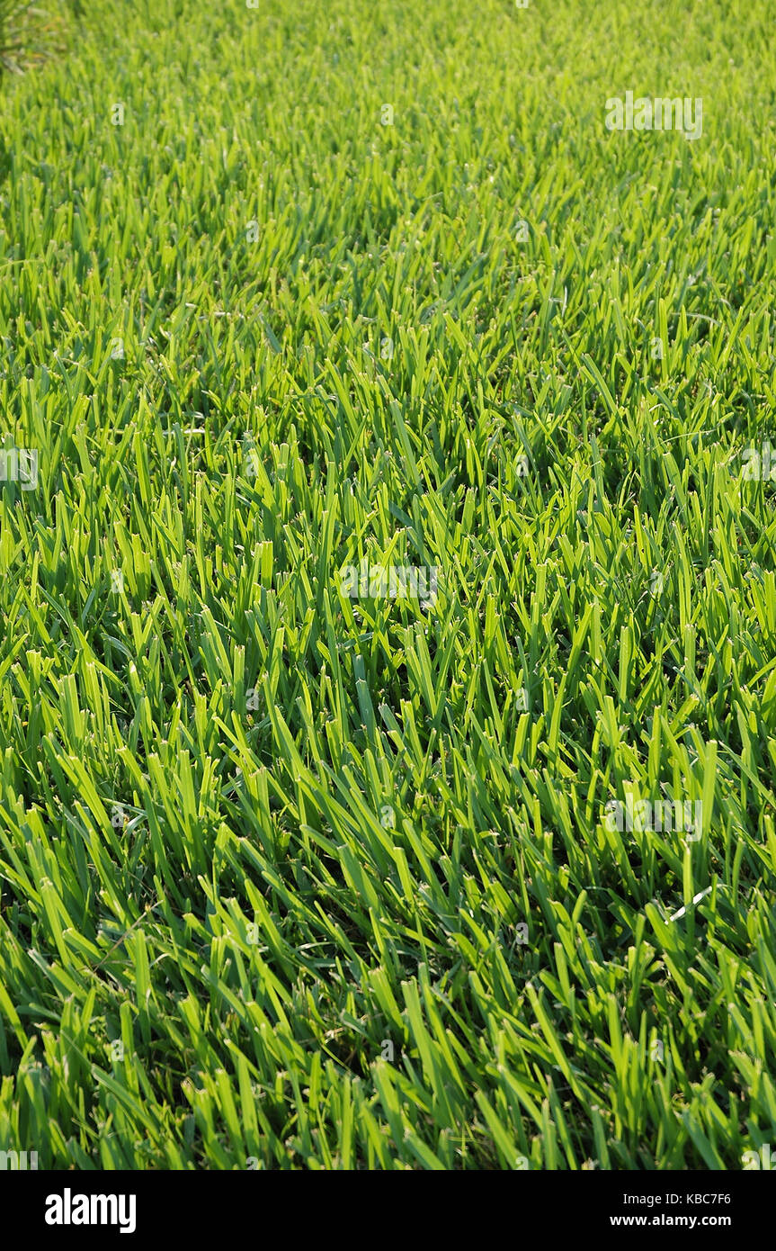 Grren grass in Florida Stock Photo - Alamy