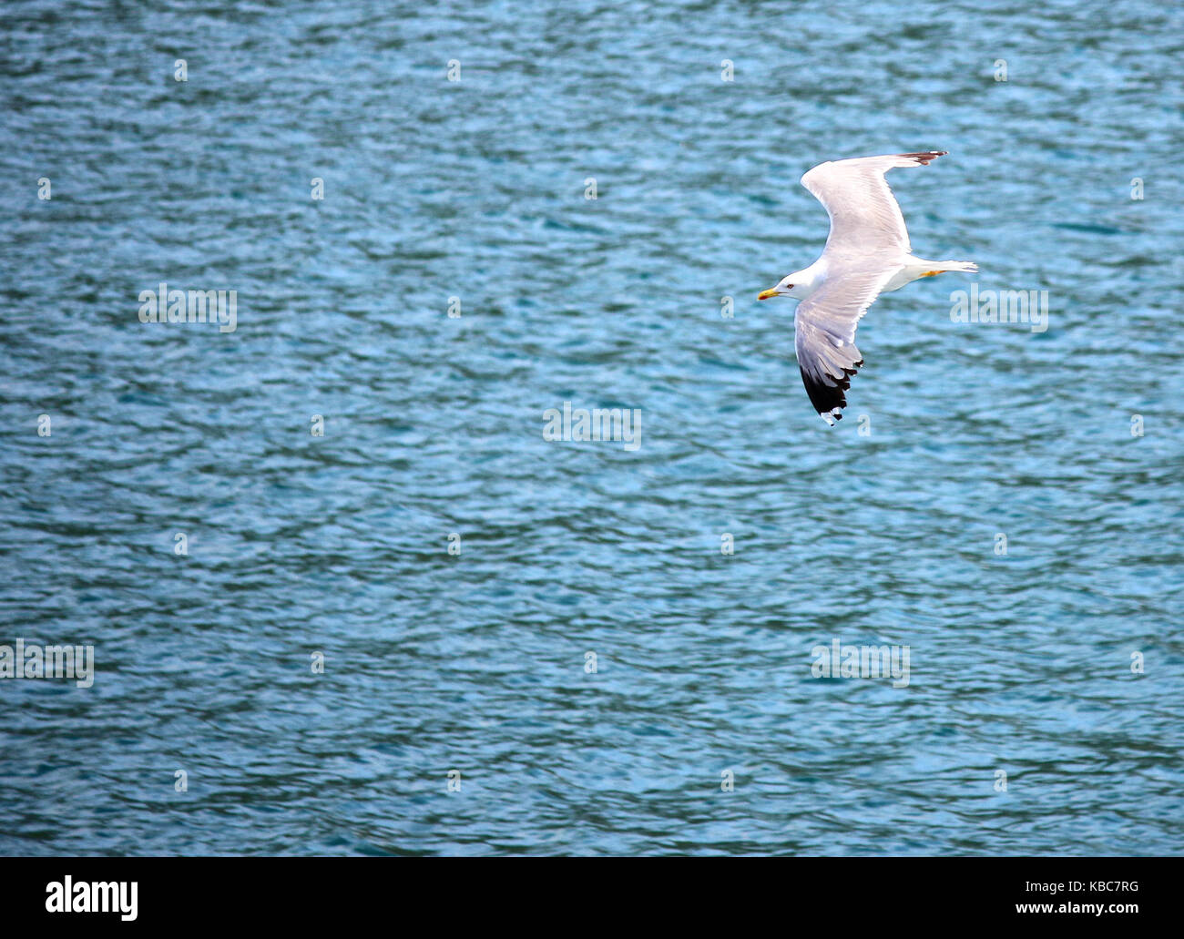 seagull flying over the sea Stock Photo - Alamy