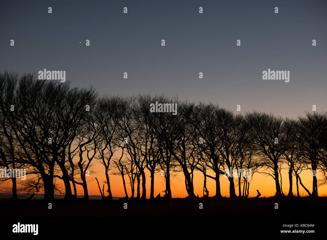 Exmoor - Beech hedges on Exmoor in Somerset with sunset Stock Photo - Alamy