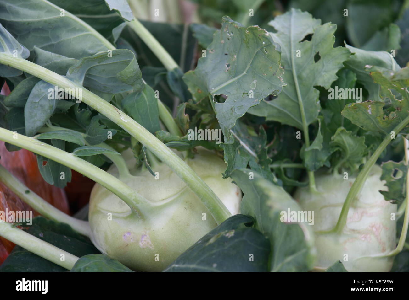 Rutabaga hi-res stock photography and images - Alamy