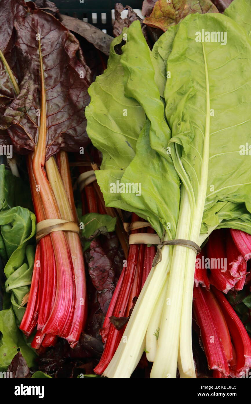 Different leaves of ecologically grown chard Stock Photo - Alamy