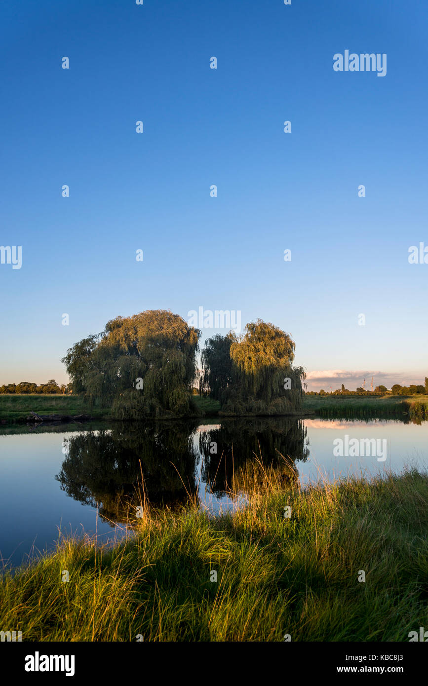 Weeping willow trees at a pond, Home Park, Hampton Wick, Richmond upon ...