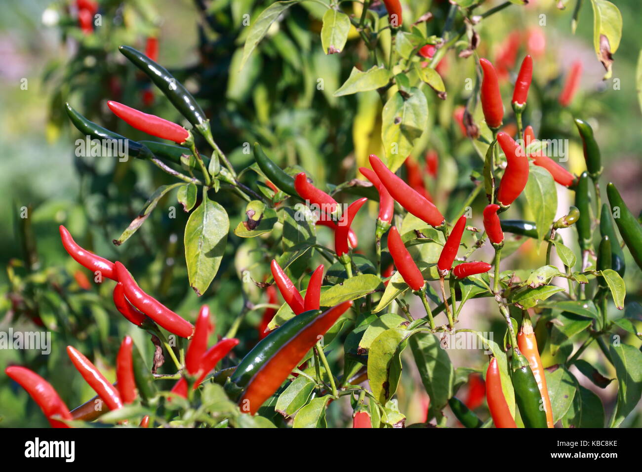 Ecological chilli cultivation Stock Photo - Alamy