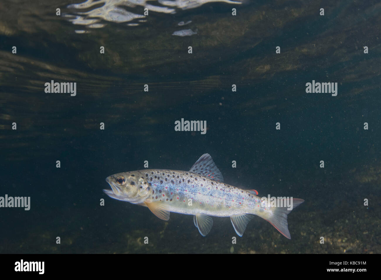 Brown trout in chalkstream Stock Photo - Alamy