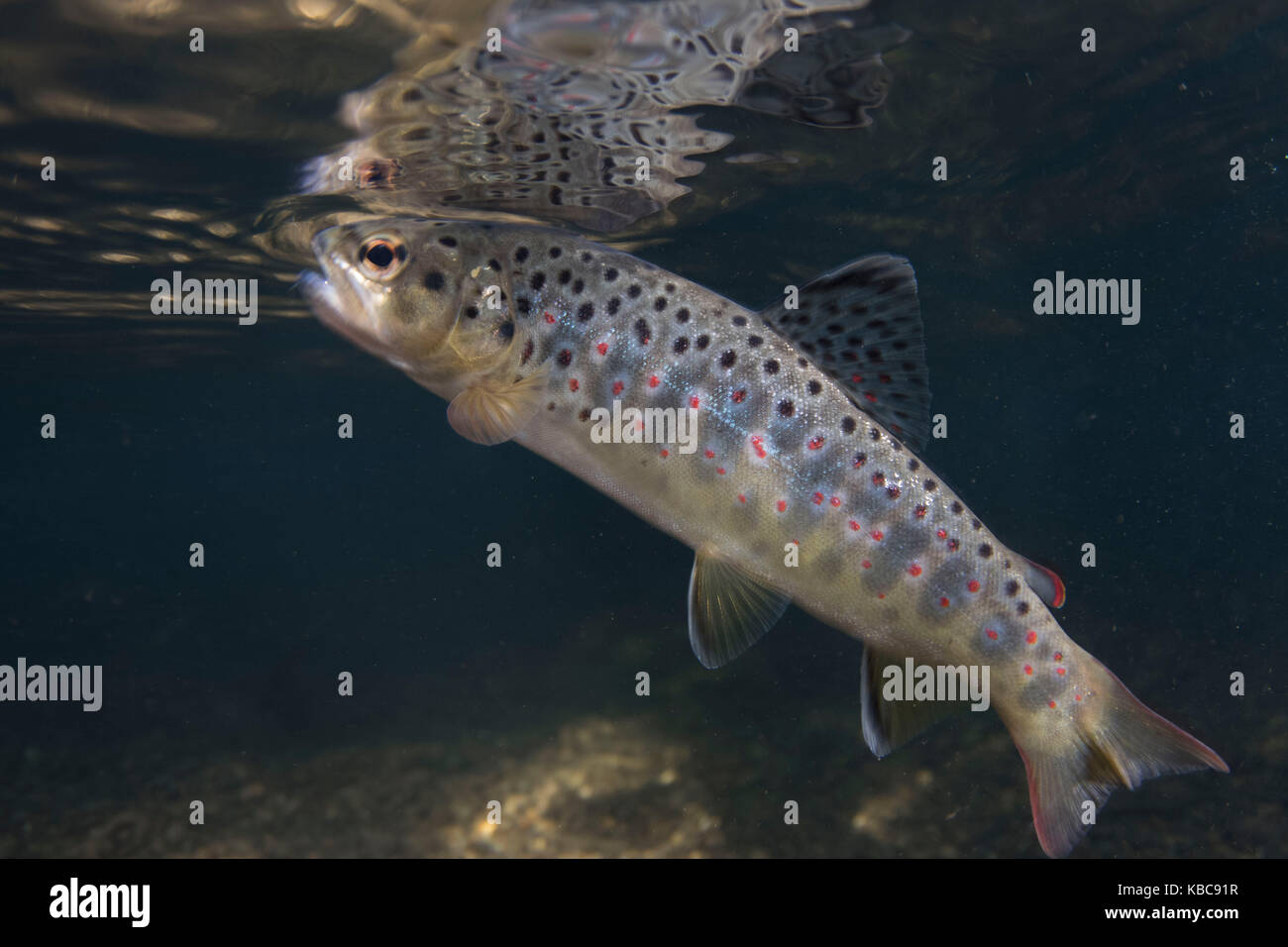 Brown trout in chalkstream Stock Photo - Alamy