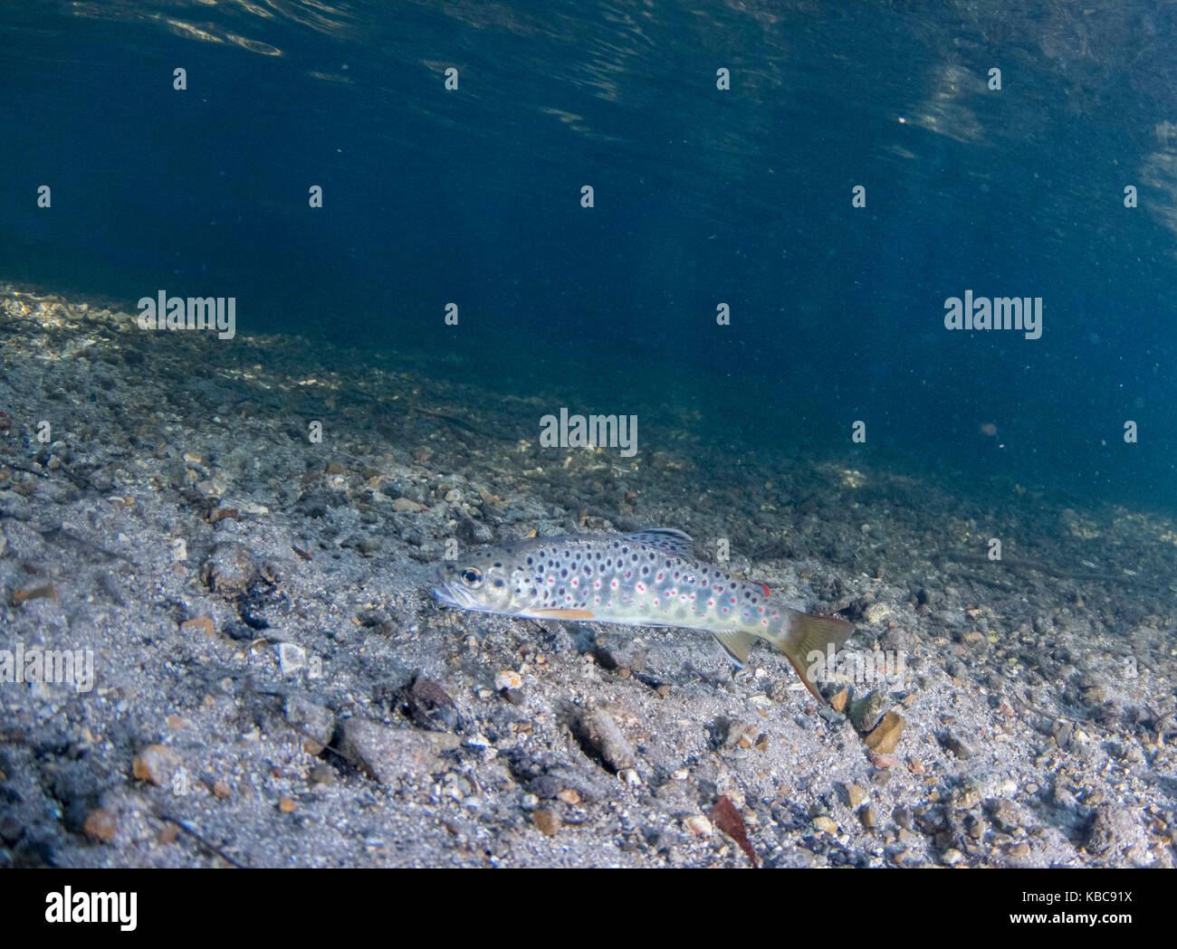 Brown trout in chalkstream Stock Photo - Alamy
