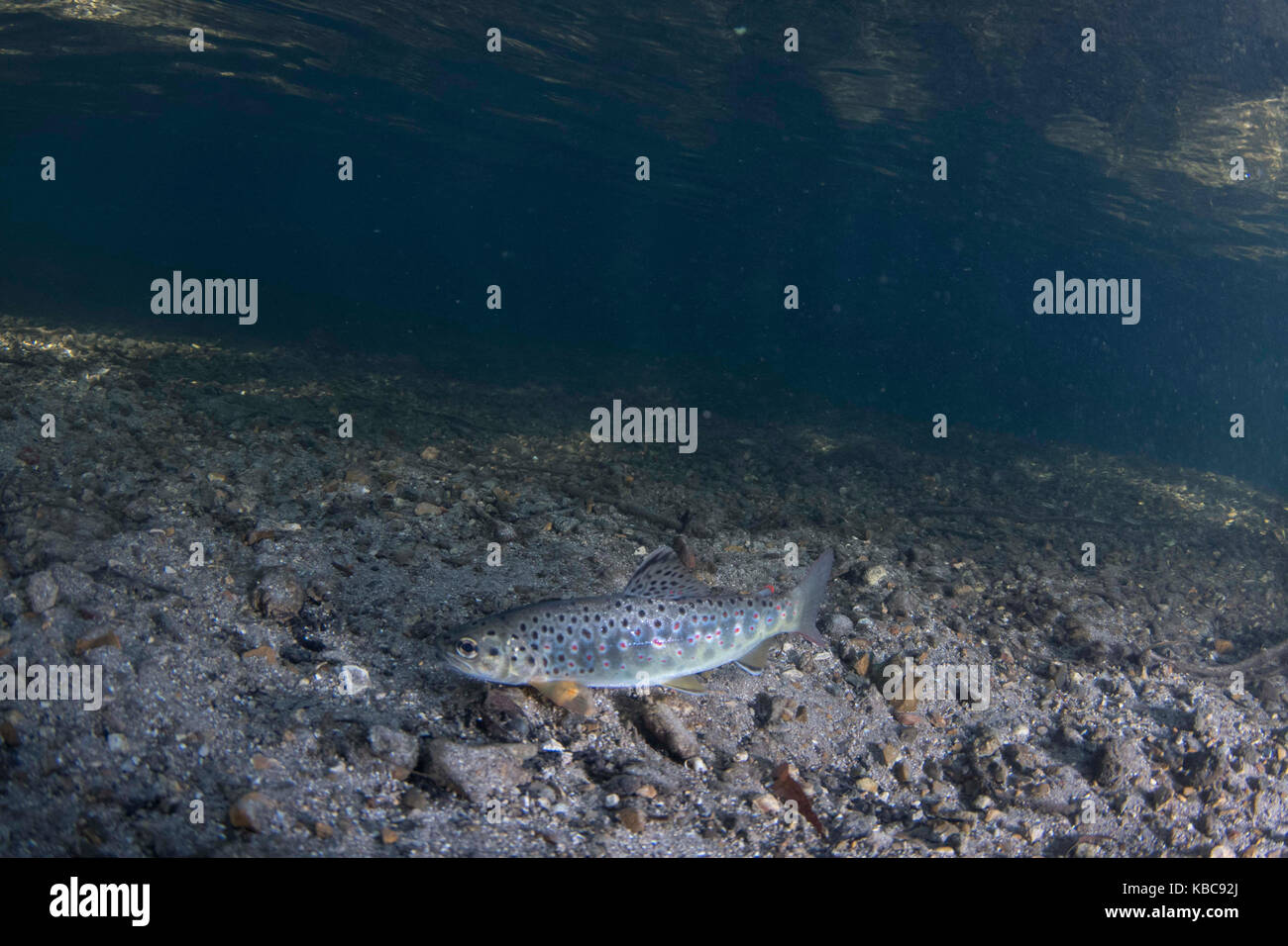 Brown trout in chalkstream Stock Photo - Alamy