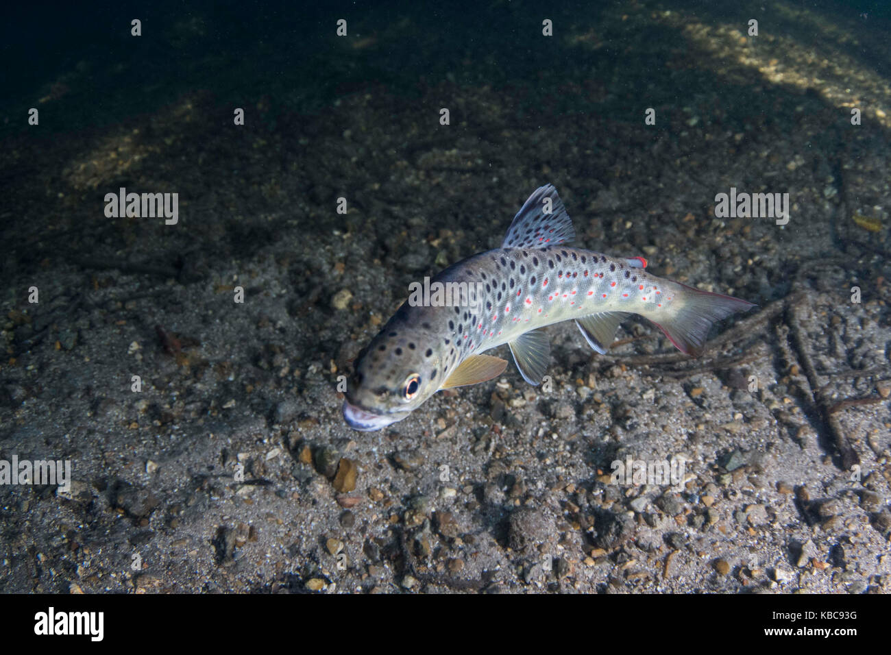 Brown trout in chalkstream Stock Photo - Alamy